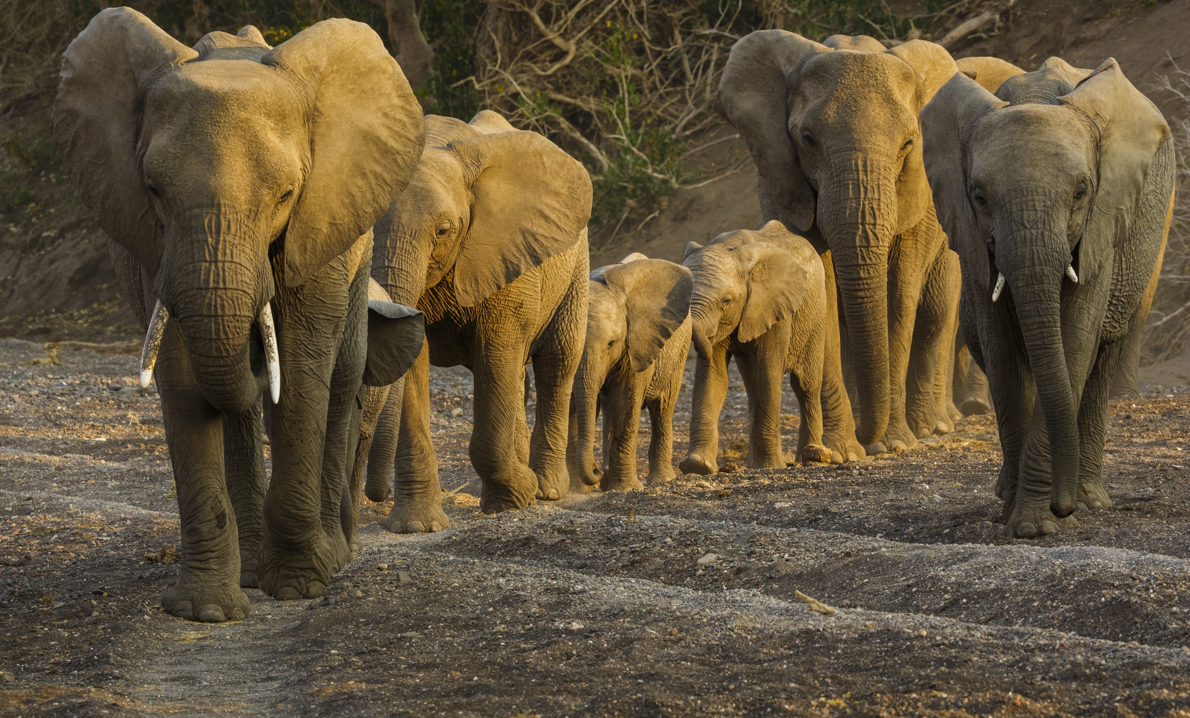 Elephant Herd