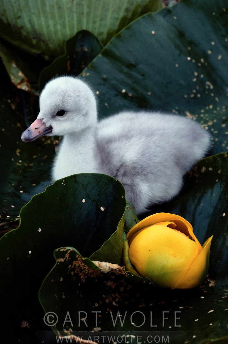 Trumpeter Cygnet